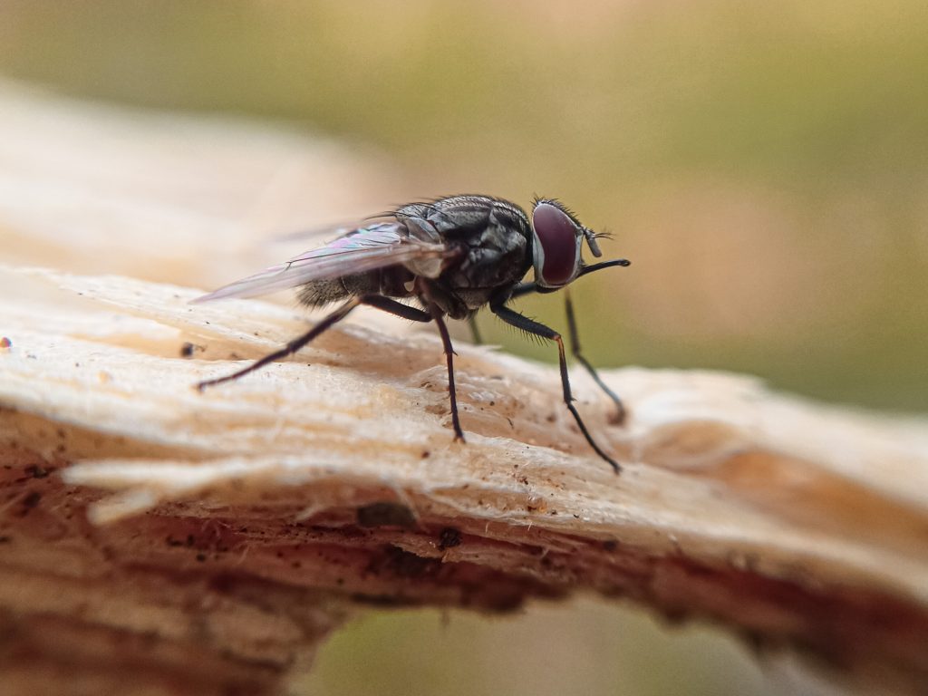 A housefly - PixaHive