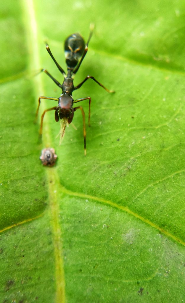 An ant on a leaf - PixaHive