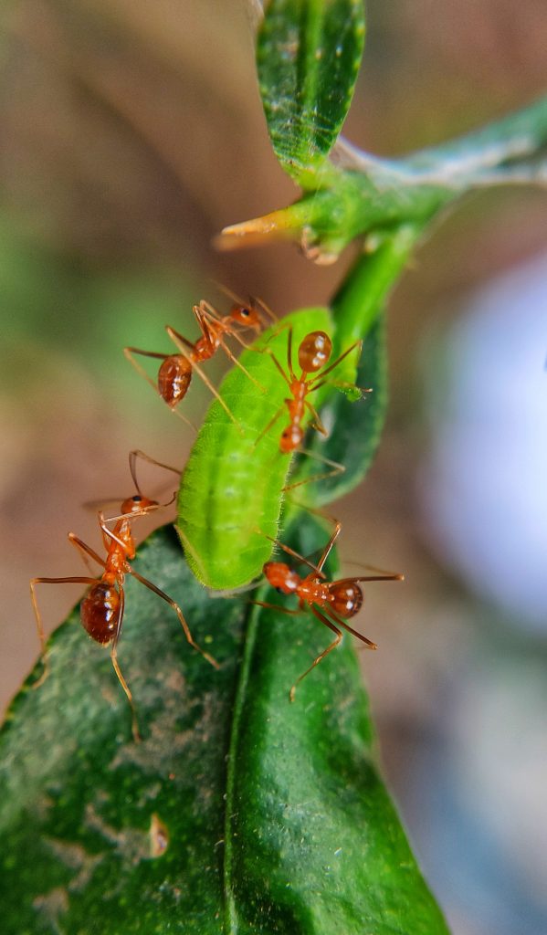 Ants on a leaf - PixaHive