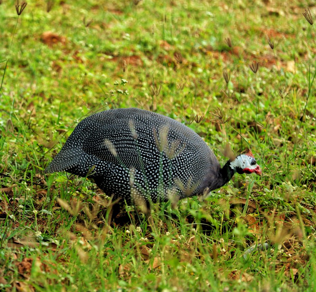 Rare bird - PixaHive