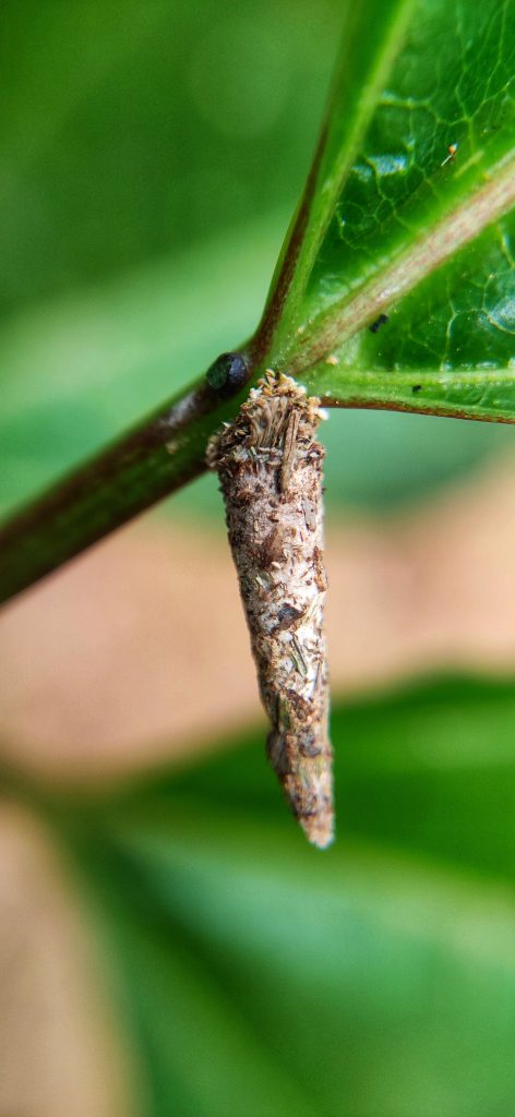 A creature on a leaf - PixaHive