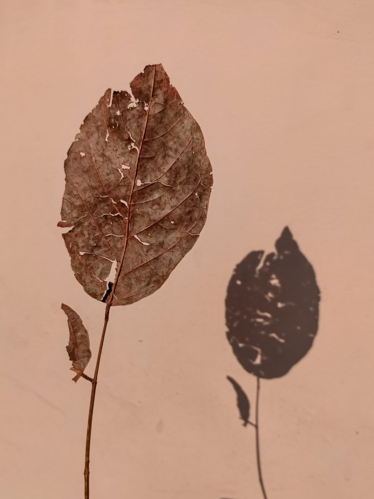 Dry leaves - PixaHive