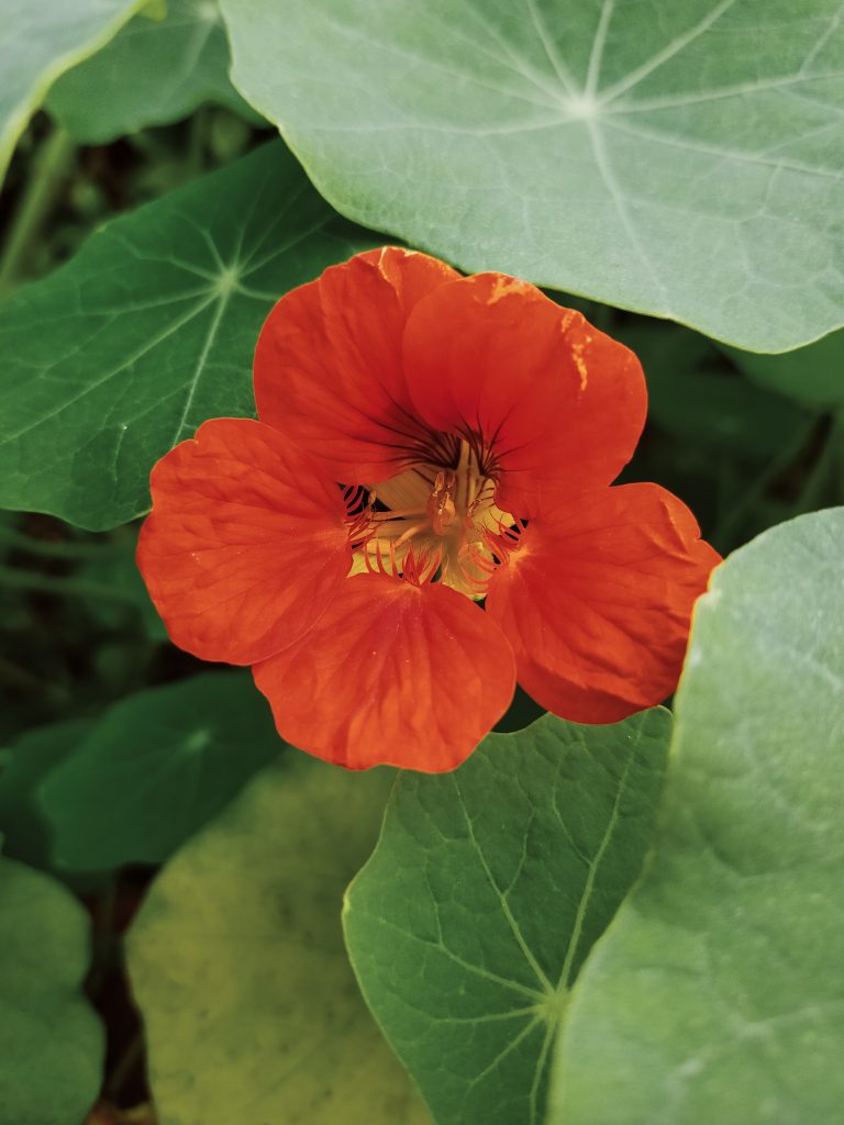 Flower on plant - PixaHive