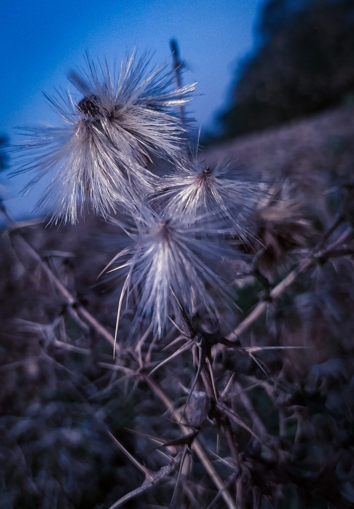 Feather flowers - PixaHive