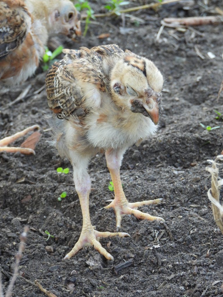 Fowl Pox on ground - PixaHive