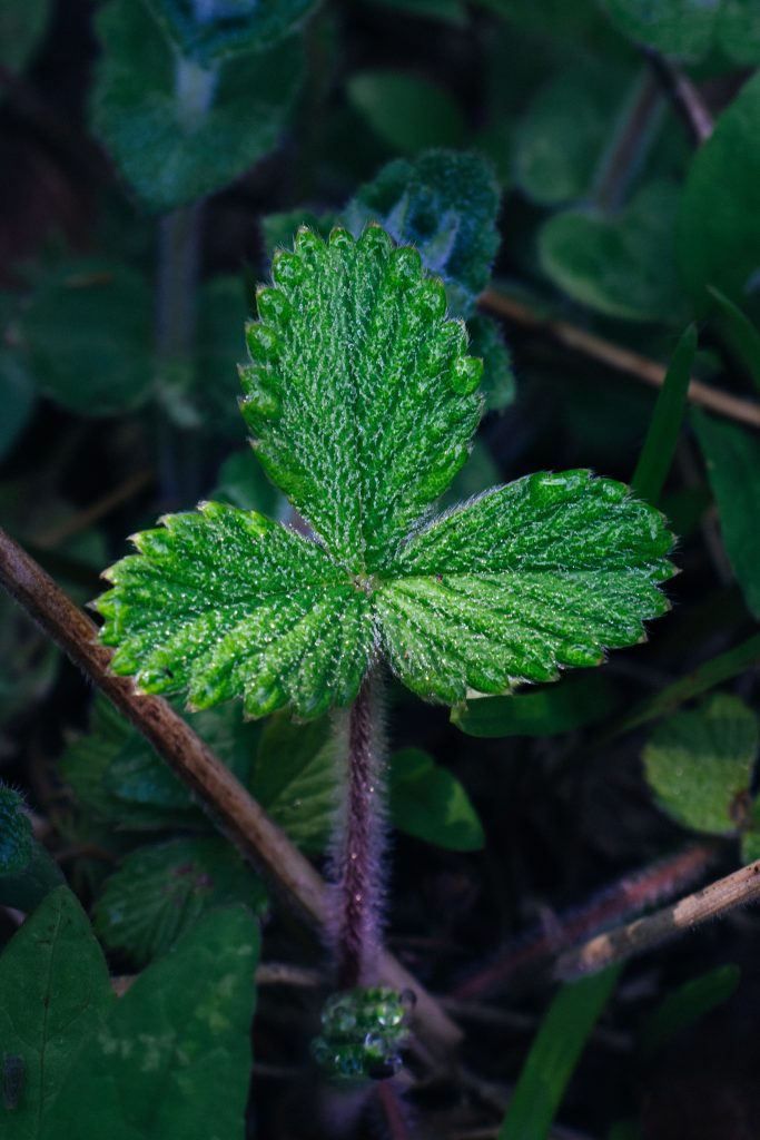 Green plant - PixaHive