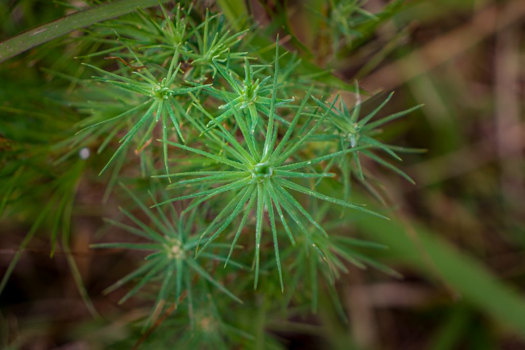 Growing pine leaves - PixaHive