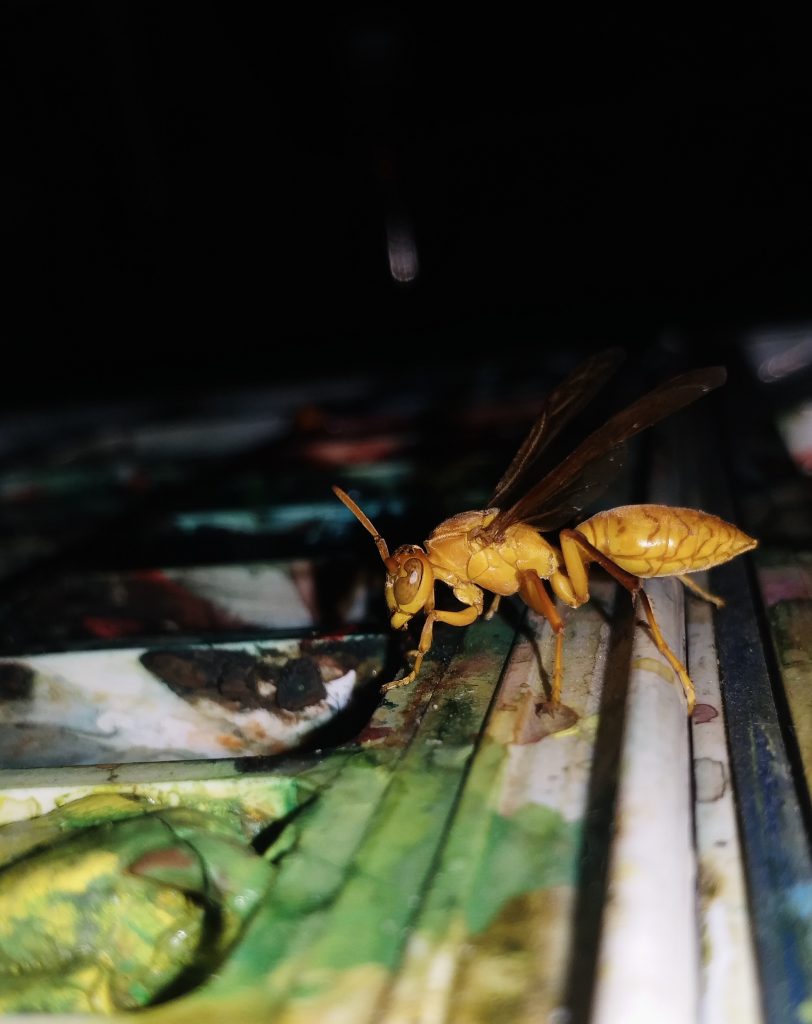 Insect macro view - PixaHive