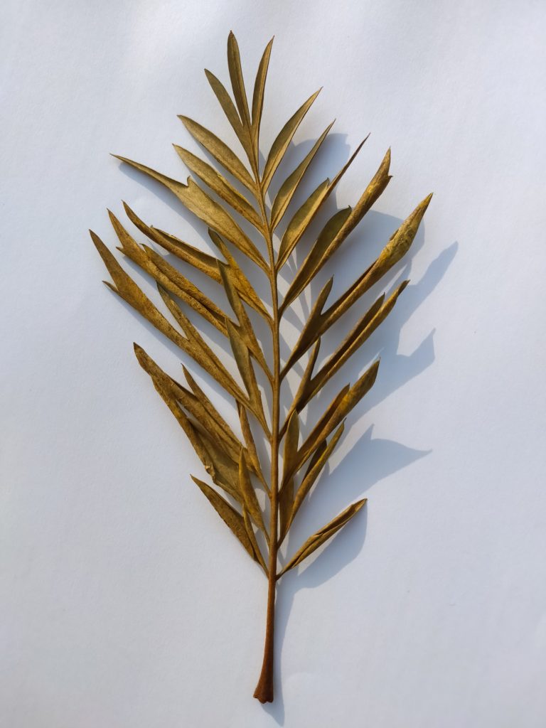 Palm leaf - PixaHive