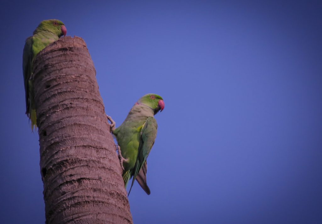 Parrots on a broken tree - PixaHive