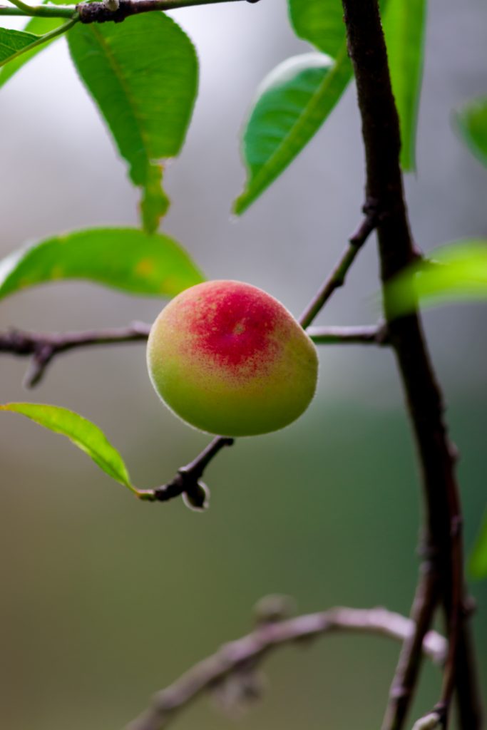 Peach fruit - PixaHive