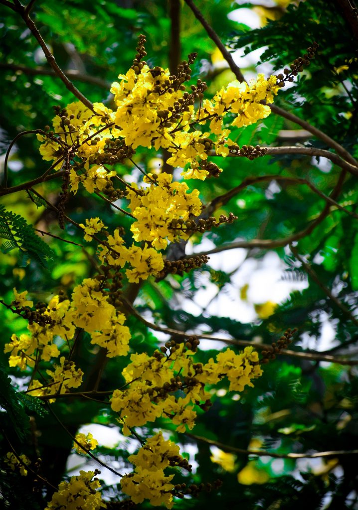 Peltophorum pterocarpum flowers - PixaHive