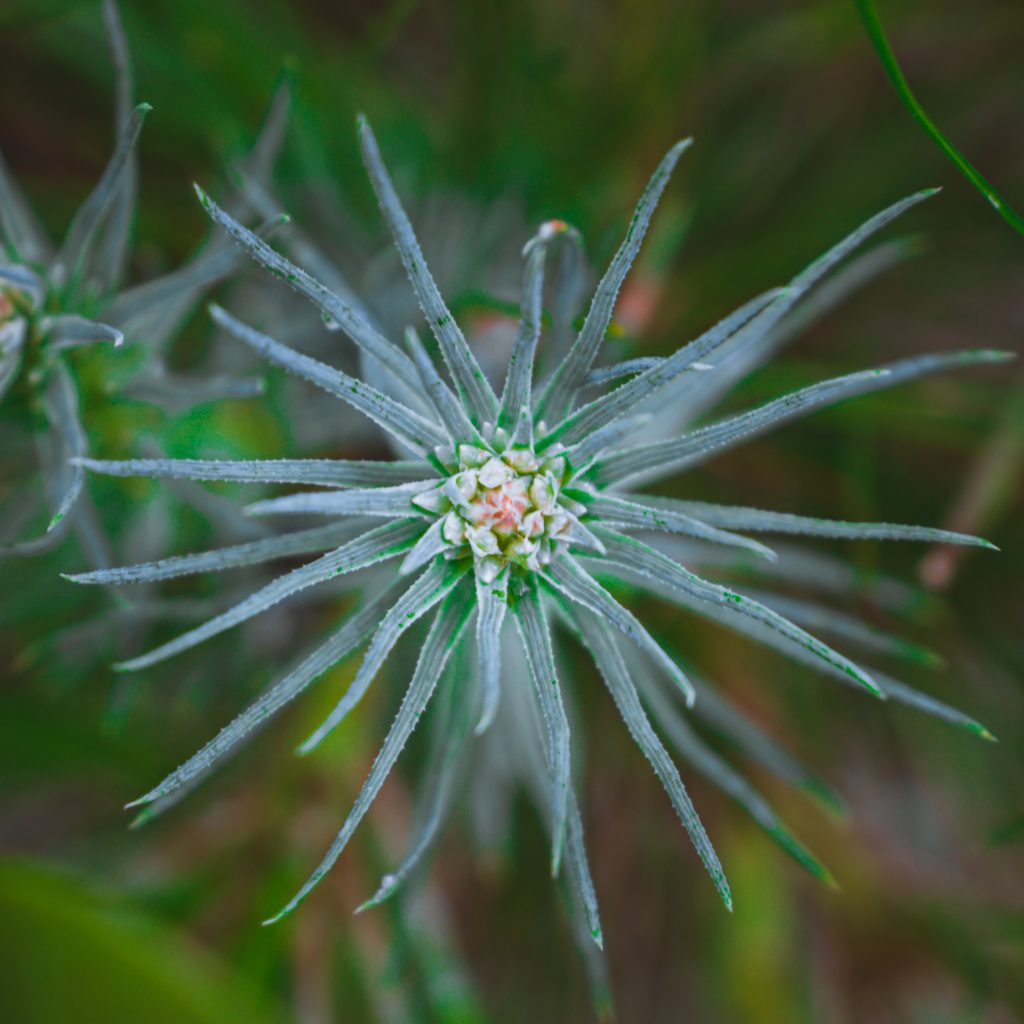 Pine tree leaves - PixaHive