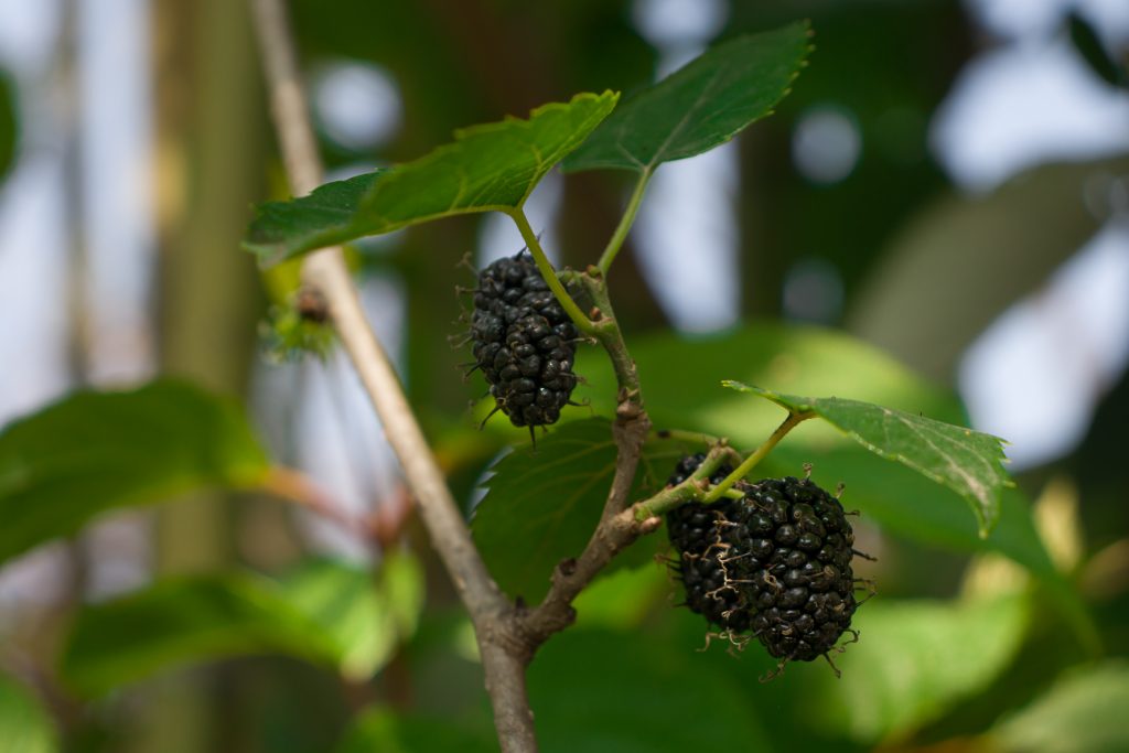Raspberry on tree - PixaHive