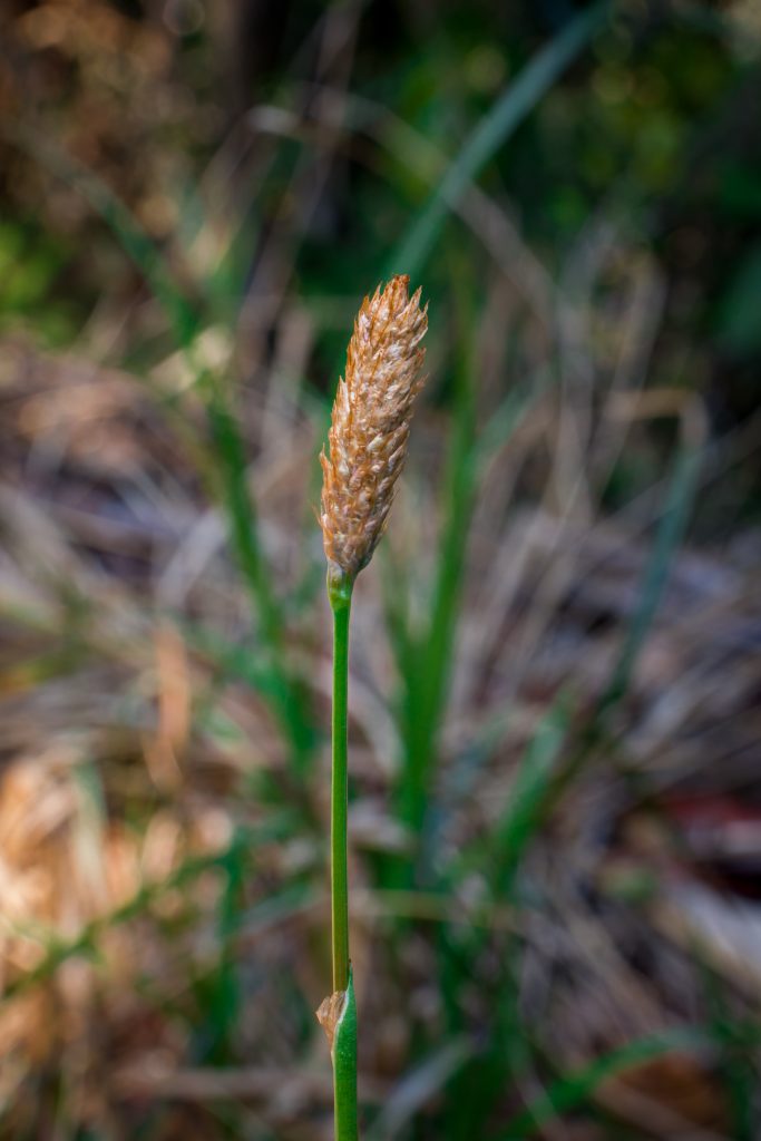 Seeds of grass - PixaHive