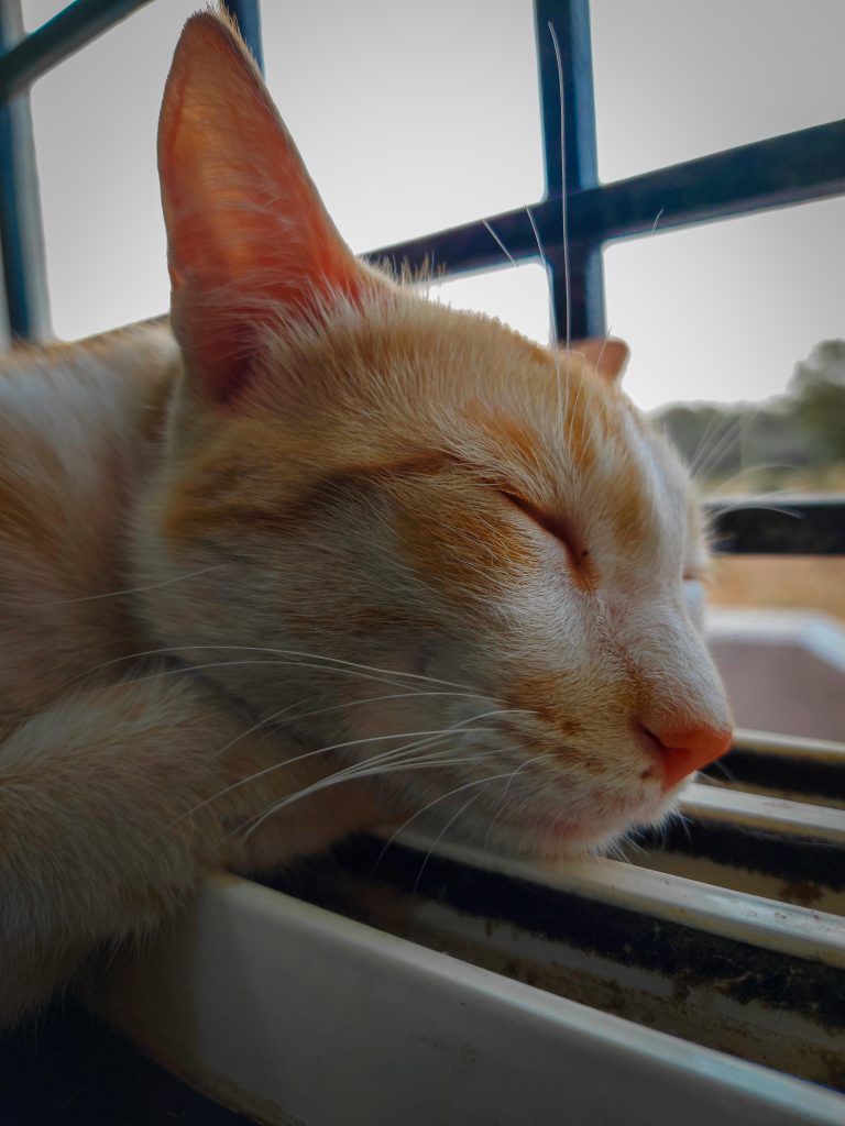 Sleeping cat at the window - PixaHive