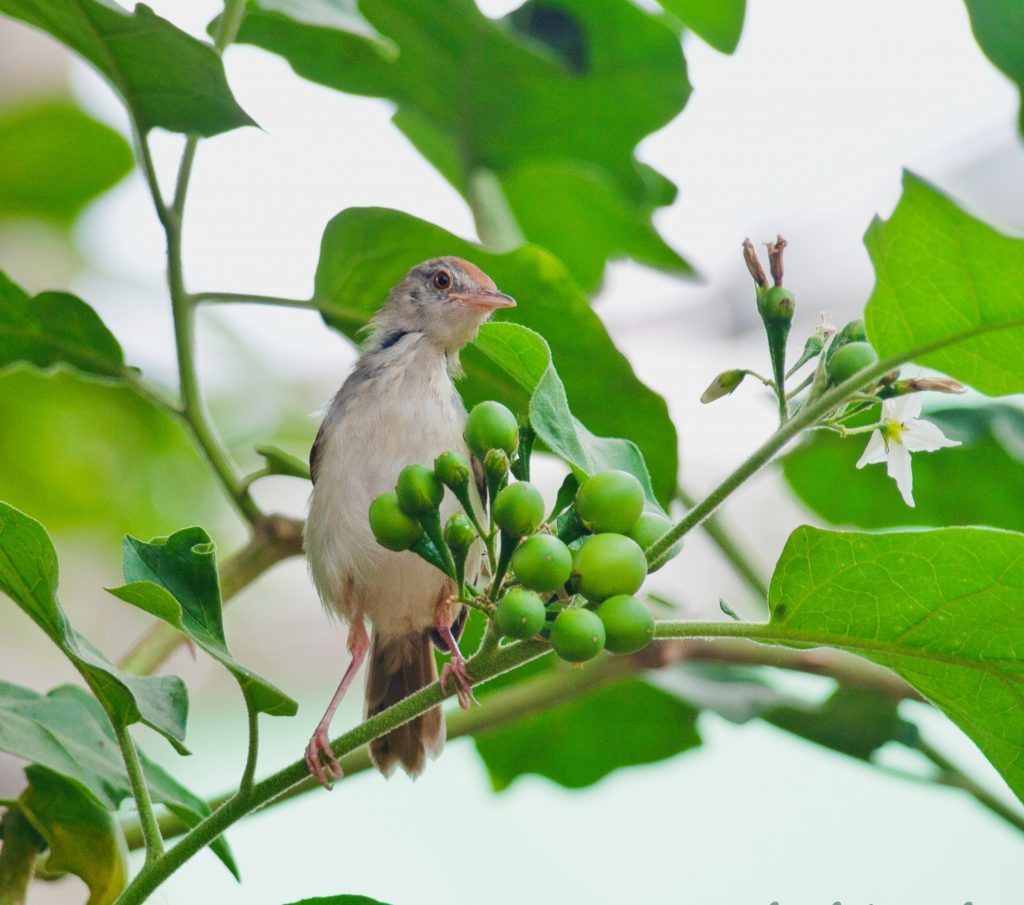 Small common Tailor bird sitting on a branch - PixaHive