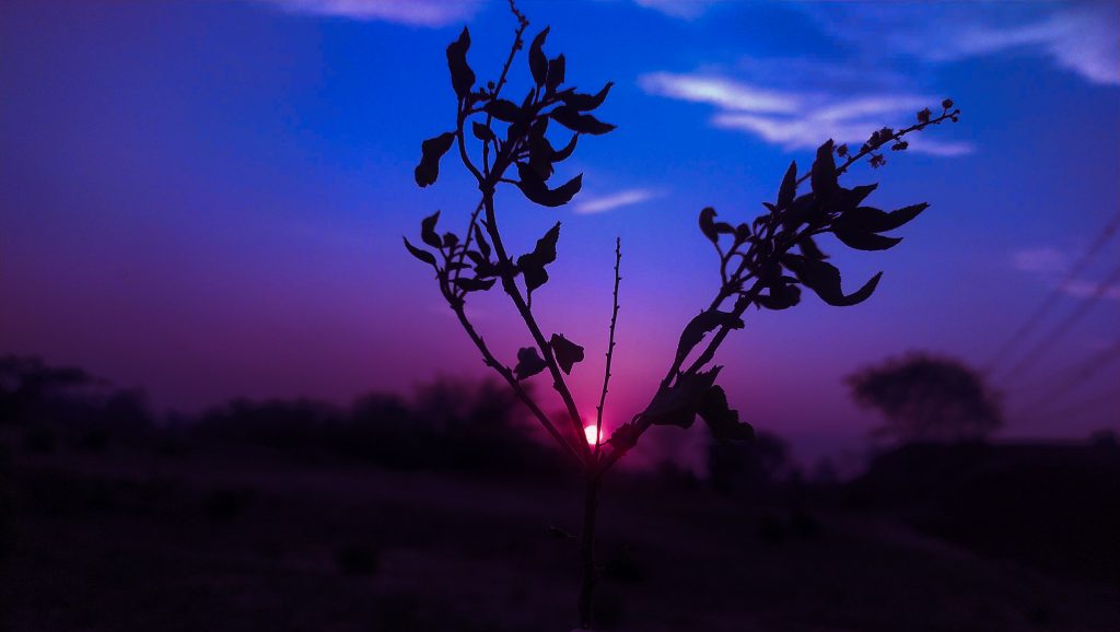 Sunset view through a plant - PixaHive