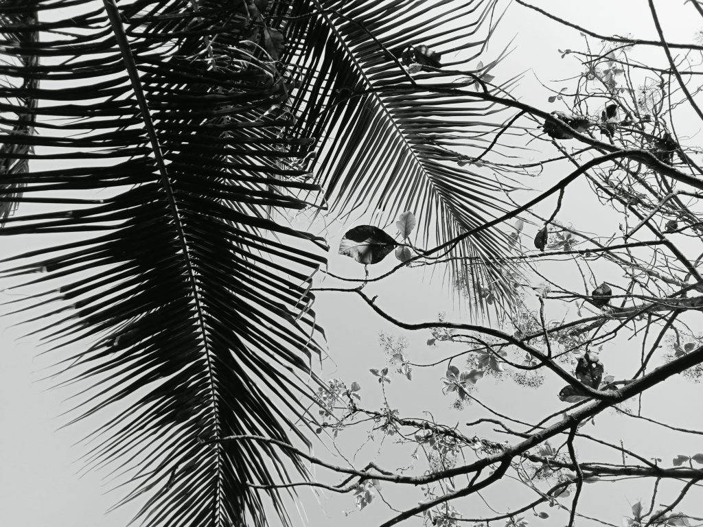 Tree branches - PixaHive