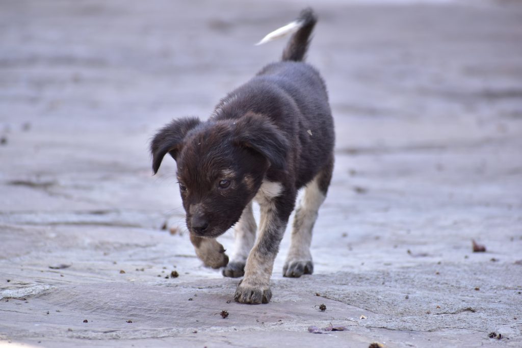 Walking baby dog - PixaHive