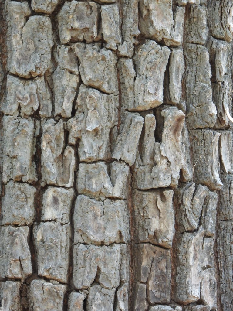 Texture of a tree bark - PixaHive