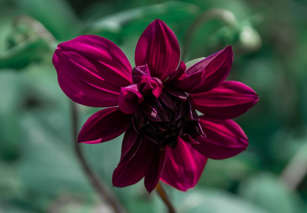 Dark pink flower - PixaHive