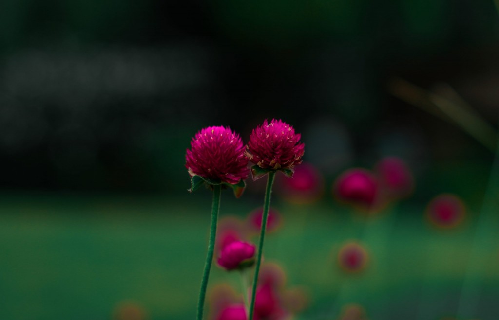 Tiny Pink Flowers - PixaHive