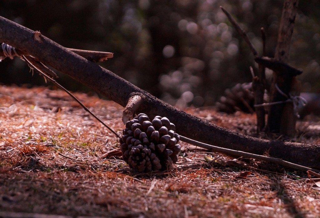 Fallen Fruit of a Tree - PixaHive