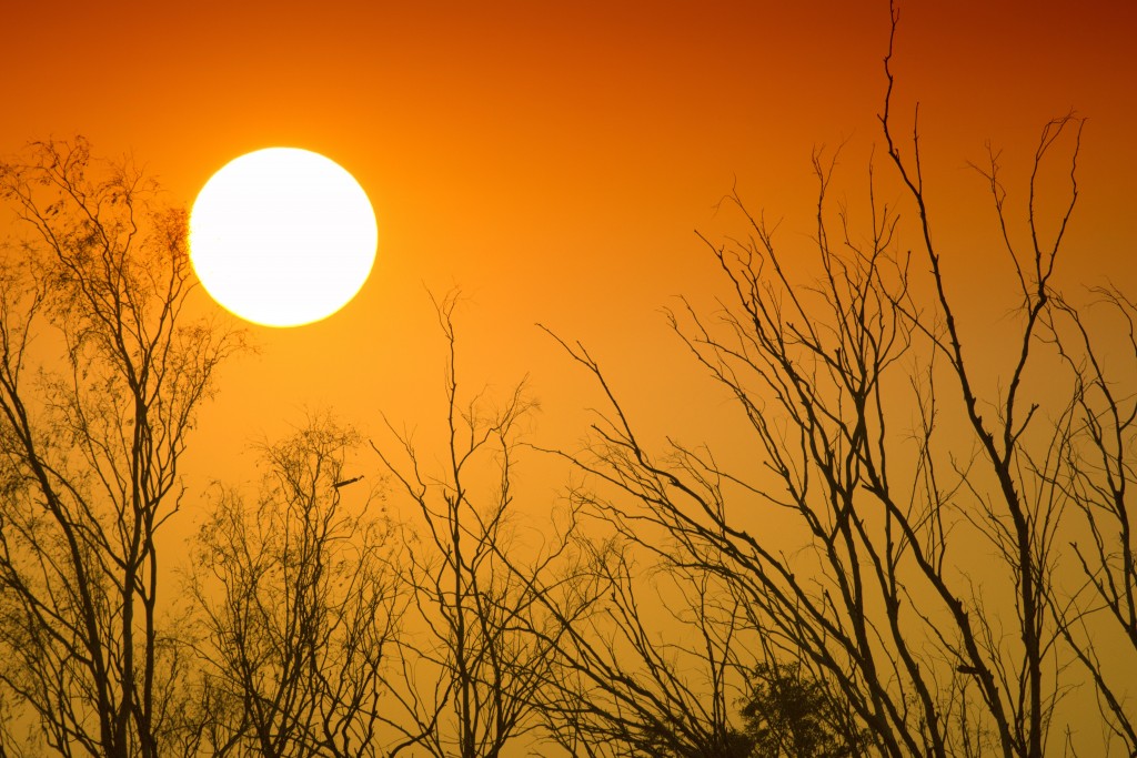 Sun and plants - PixaHive