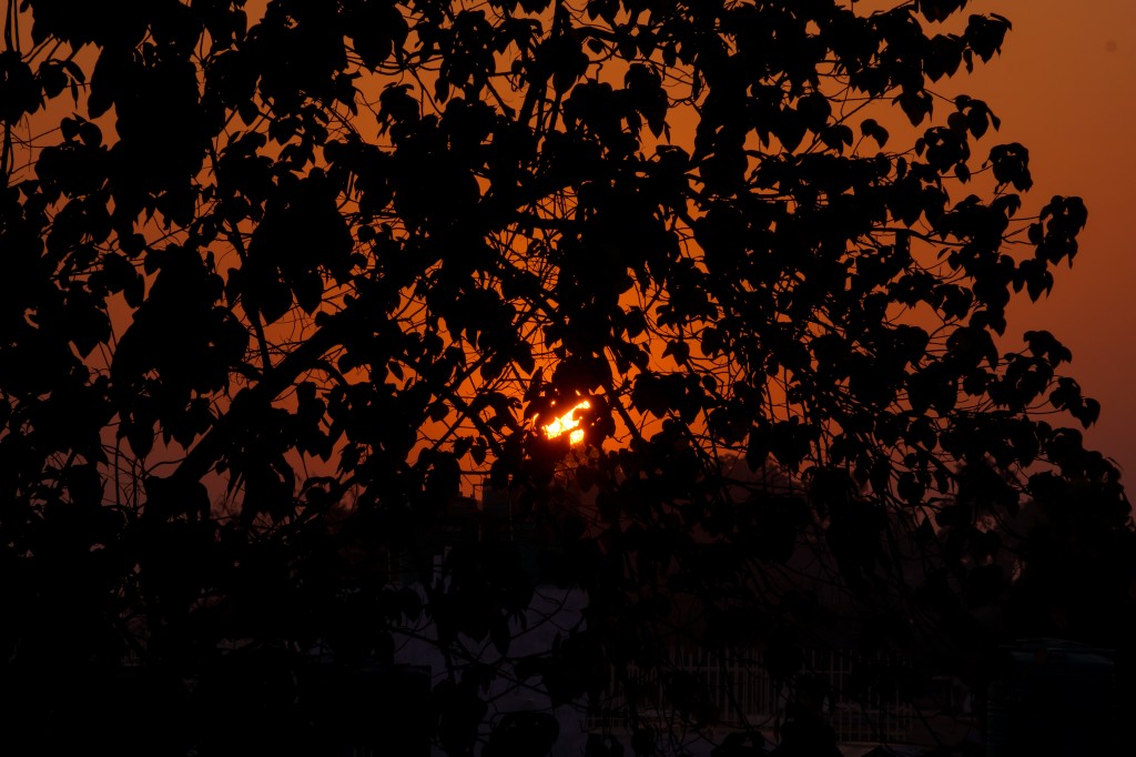 Sunset through a tree - PixaHive