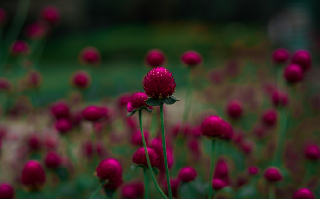 Thin Pink Flowers - PixaHive
