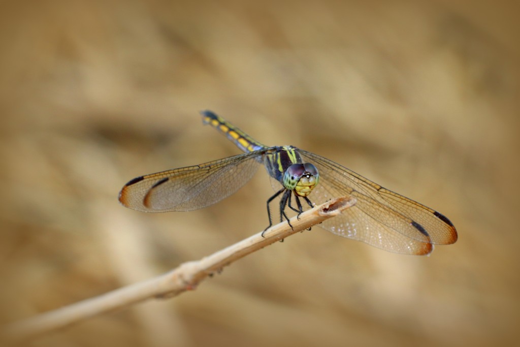 Wings of the Dragonfly - PixaHive